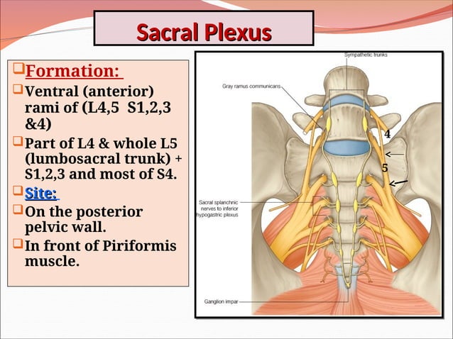 SCIATIC NERVE SCIATIC NERVE SCIATIC NERV | PPT