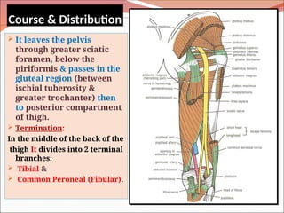SCIATIC NERVE SCIATIC NERVE SCIATIC NERV | PPT
