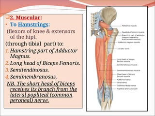 SCIATIC NERVE SCIATIC NERVE SCIATIC NERV | PPT