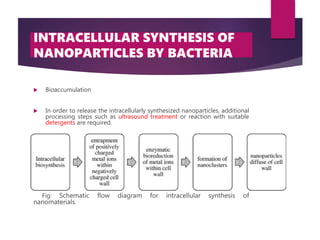Biological method for the preparation of nanoparticles(Sheersho) | PPTX