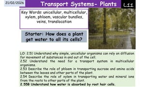 Understanding Plant Transport Systems: Xylem, Phloem, and Water ...