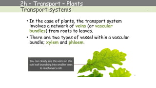 Understanding Plant Transport Systems: Xylem, Phloem, and Water ...