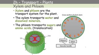 Understanding Plant Transport Systems: Xylem, Phloem, and Water ...