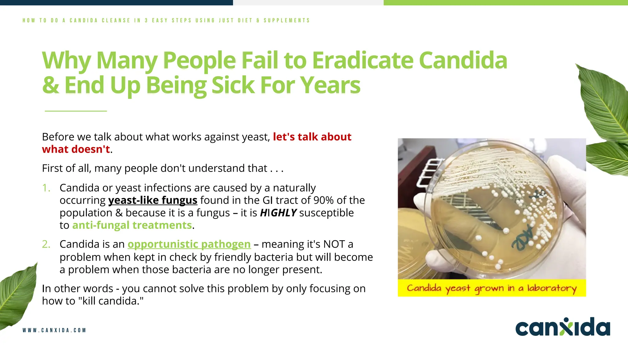 20 Years of Candida Expertise A Three-Phase Cleansing Protocol.pdf