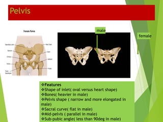 21 08-16 anatomy of reprod system and applied | PPTX