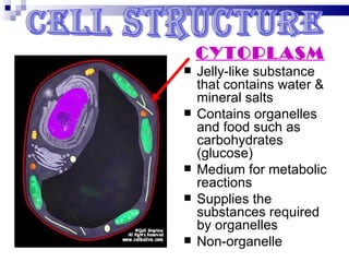 form4(BIOLOGY) chap 2 pt1 | PPT