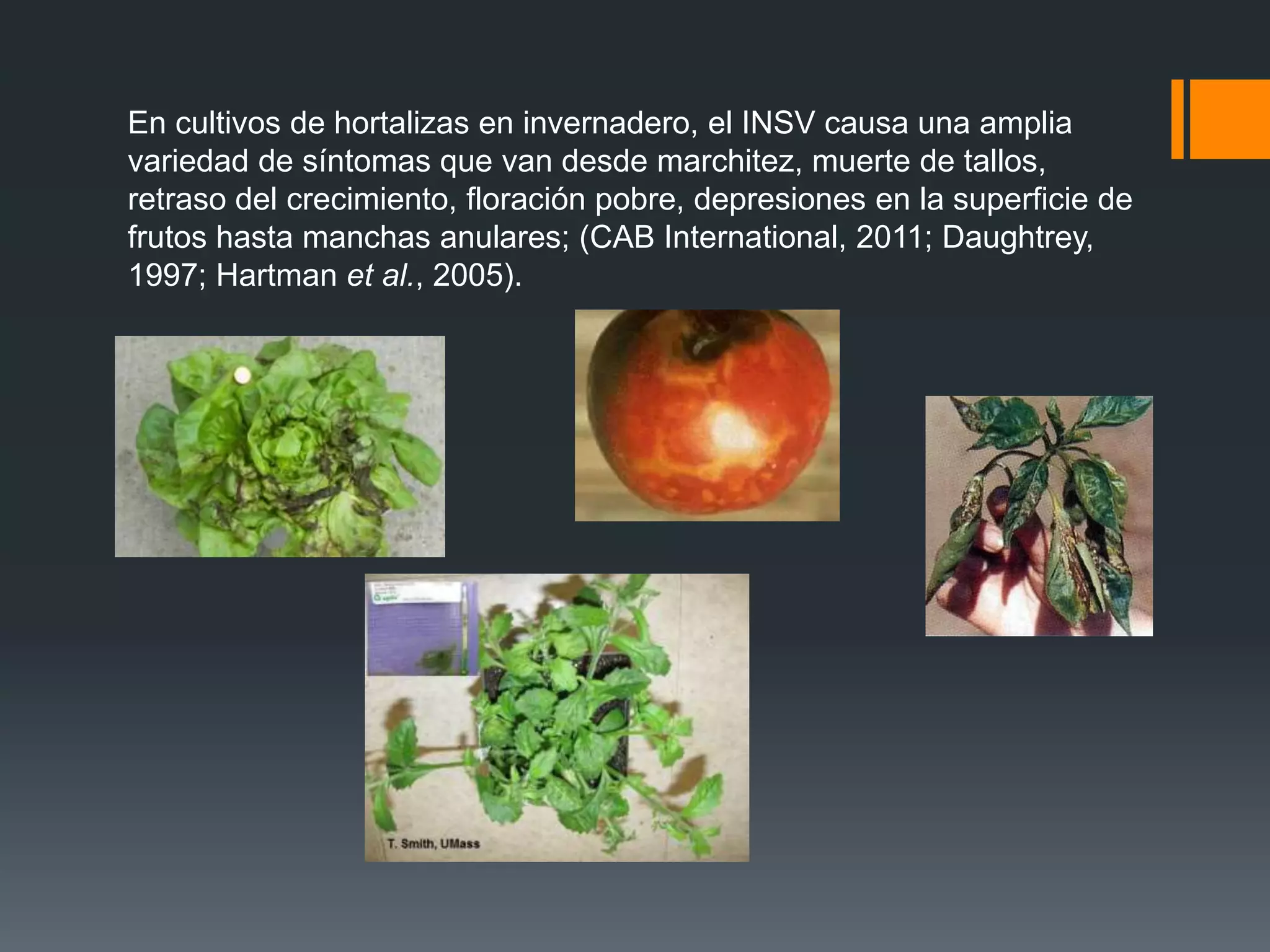 21. impatiens necrotic spot virus. insv | PPTX | Infectious Diseases ...