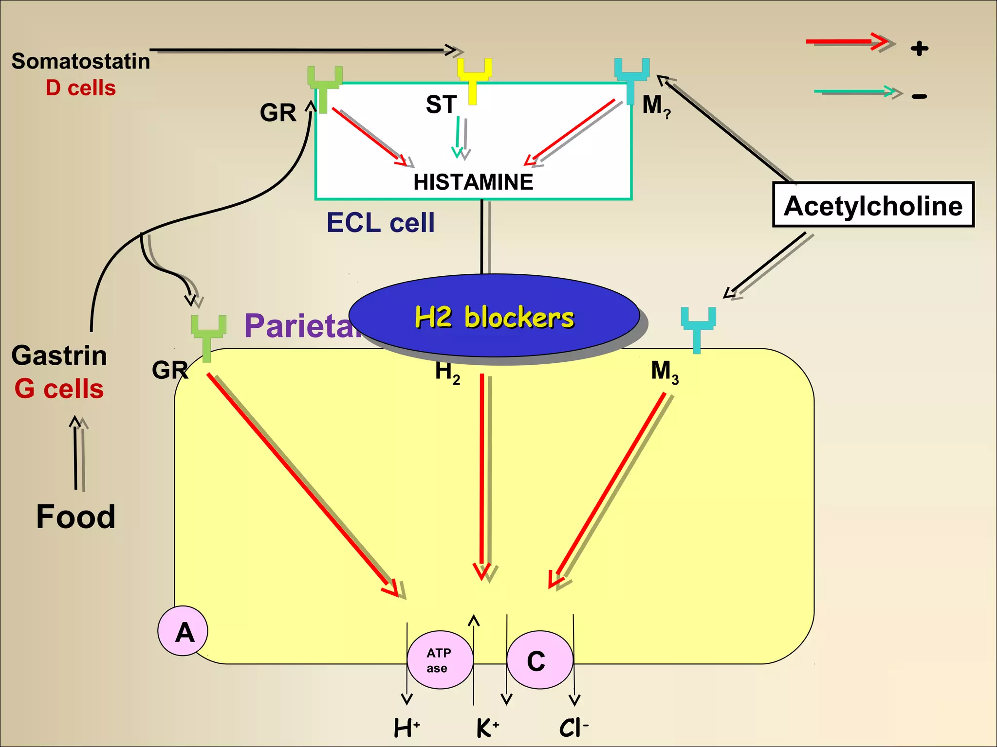 21.drugs used in peptic ulcer | PPT