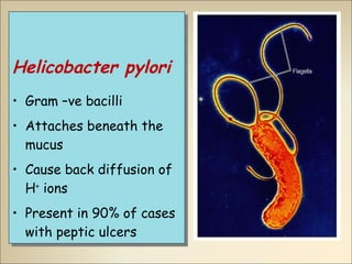21.drugs used in peptic ulcer | PPT