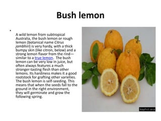 21.lemon varities in the world By Allah Dad Khan | PPTX