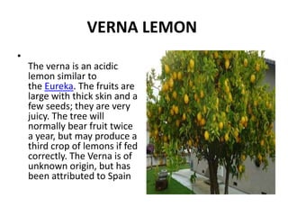 21.lemon varities in the world By Allah Dad Khan | PPTX