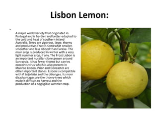 21.lemon varities in the world By Allah Dad Khan | PPTX