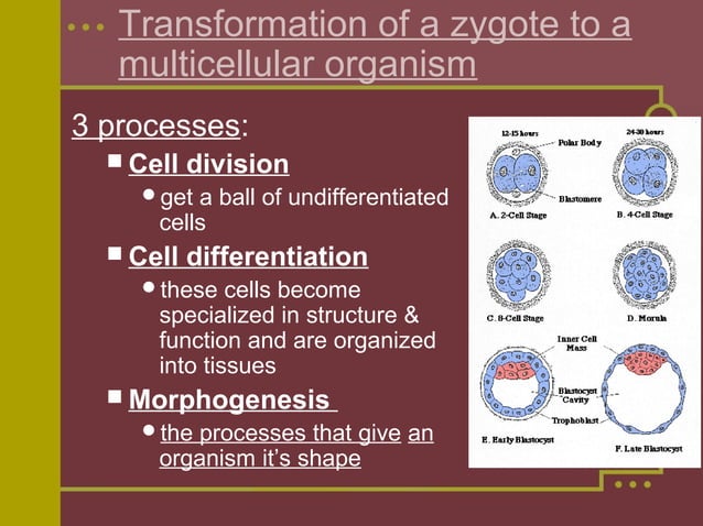 AP Biology Ch. 16 Embryonic Development and Cloning | PPT | Genetics | Science