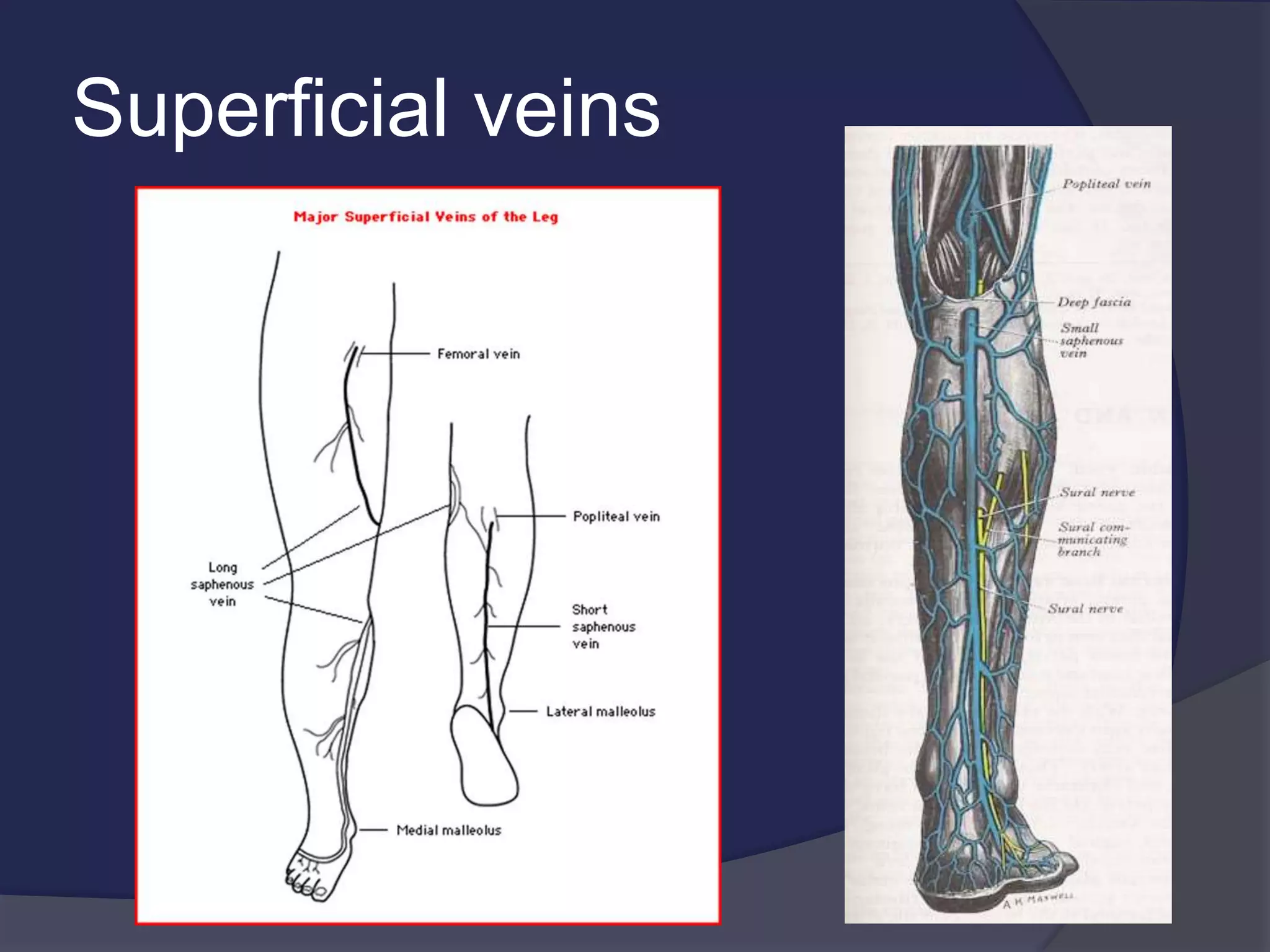 venous drainage of the lower limb | PPTX