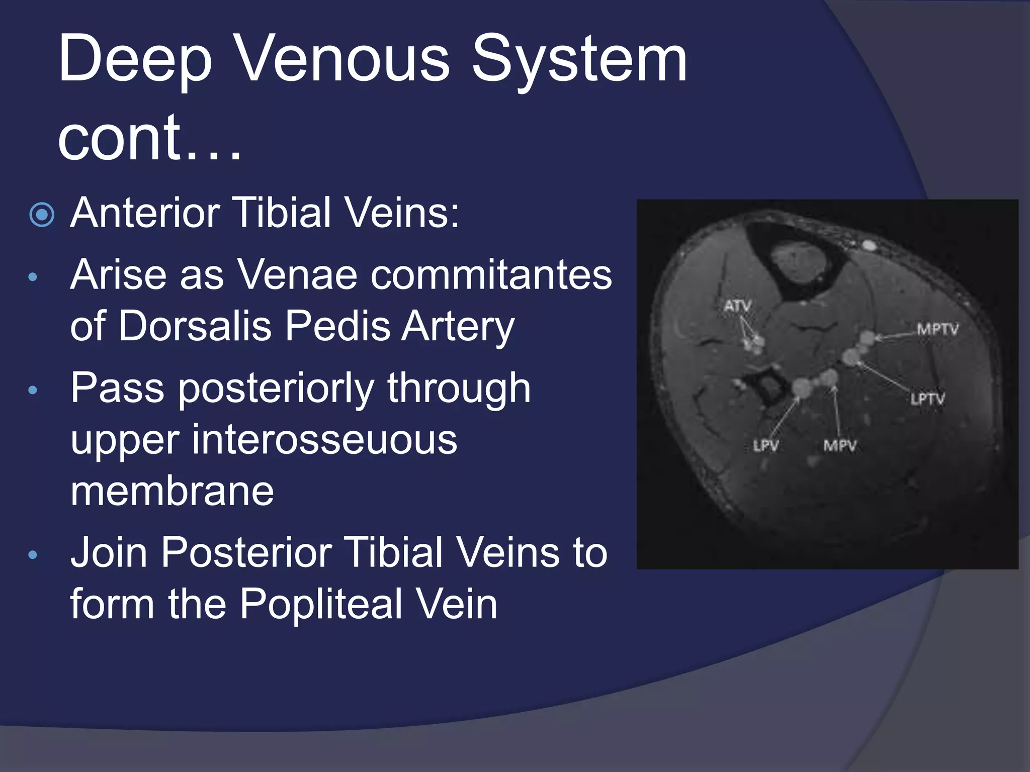 venous drainage of the lower limb | PPTX