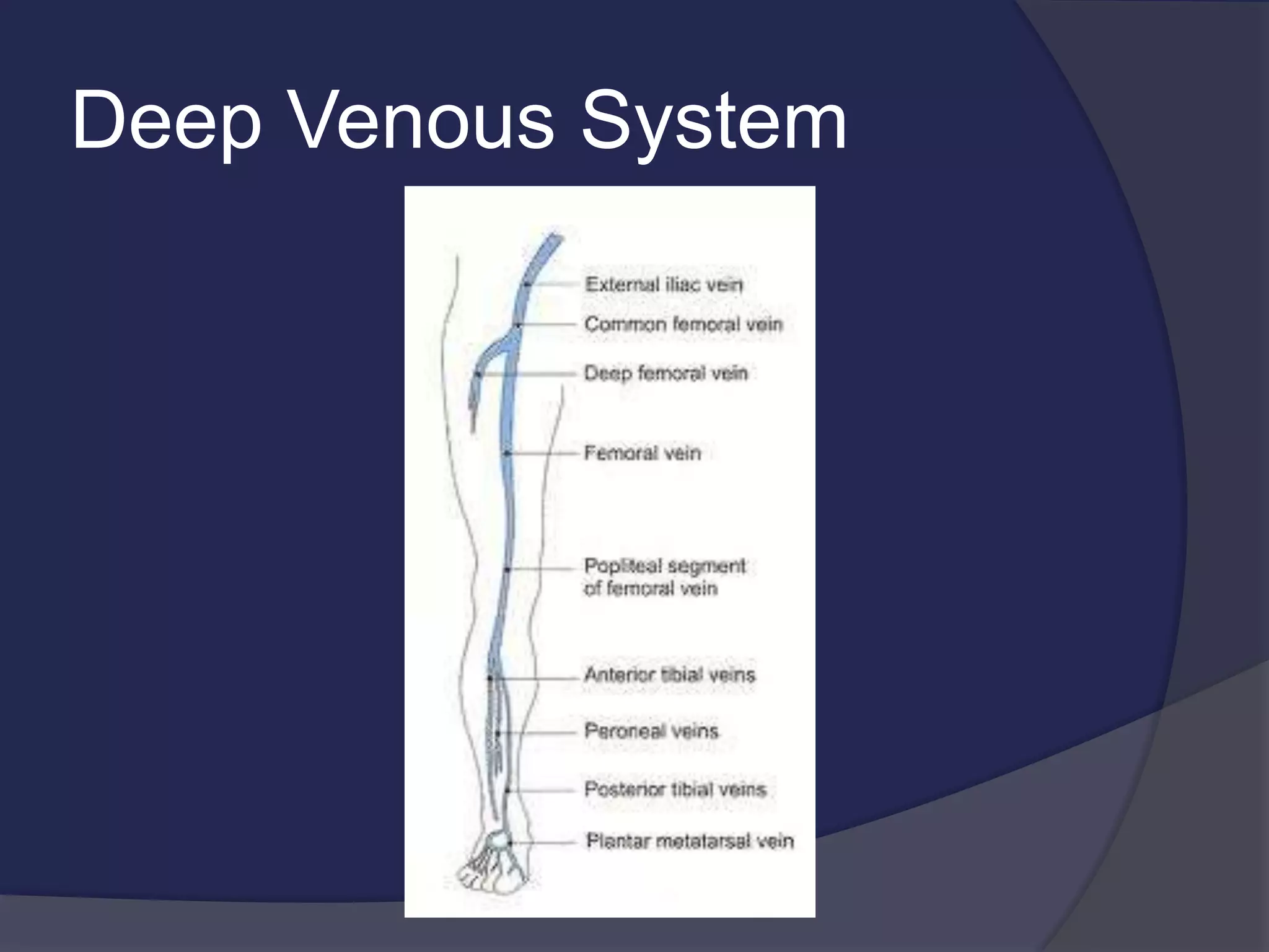 venous drainage of the lower limb | PPTX