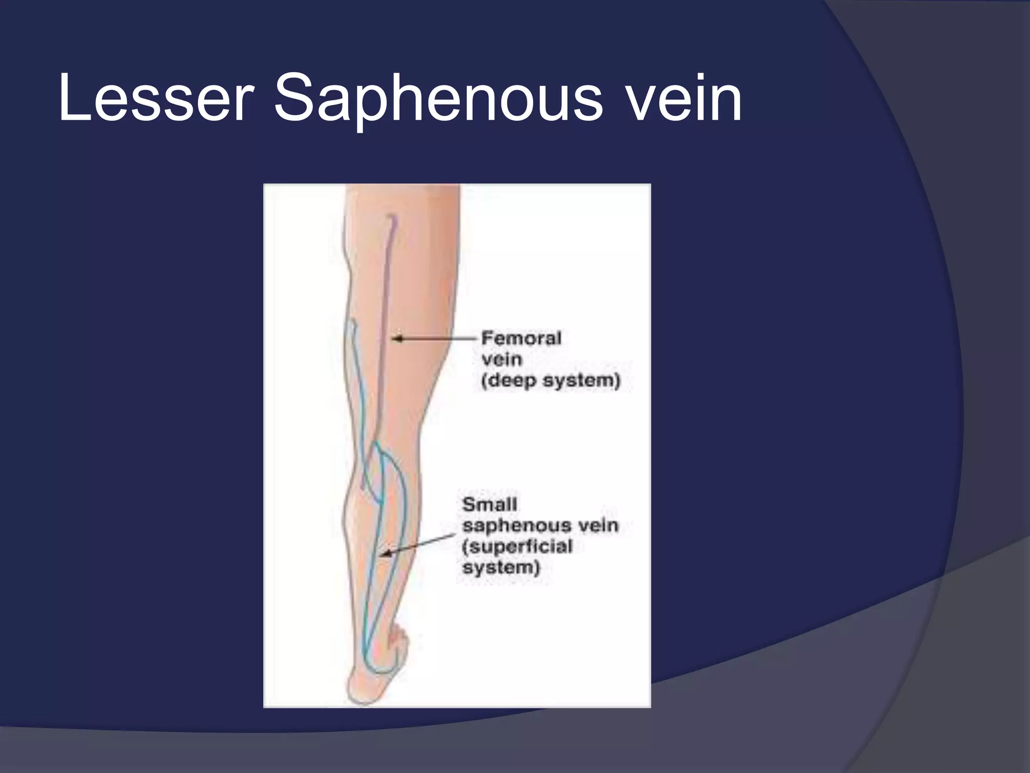 venous drainage of the lower limb | PPTX