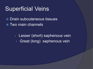 venous drainage of the lower limb | PPTX