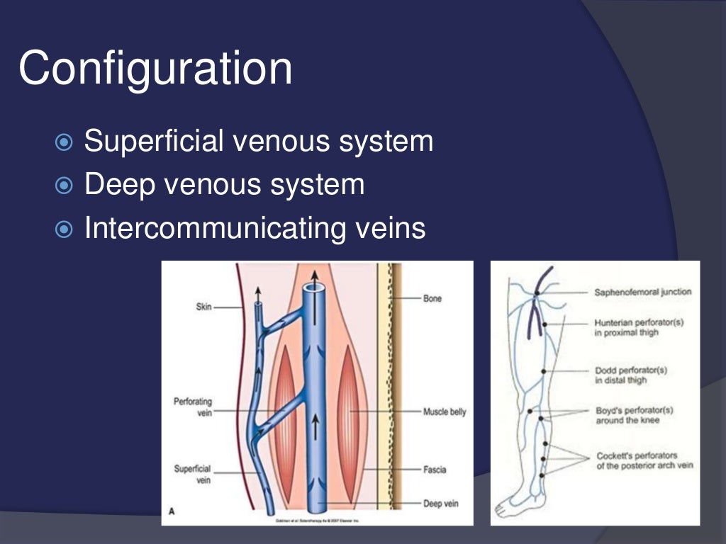 venous drainage of the lower limb