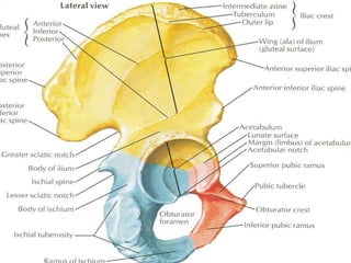 Acetabular Notch