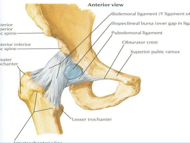 Hip joint