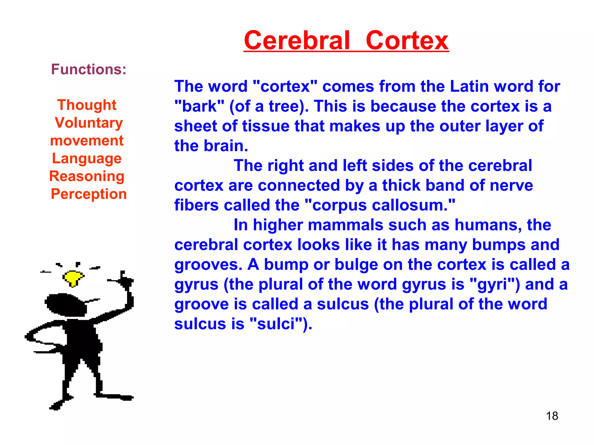 21.Neural Control and Coordination | PPT