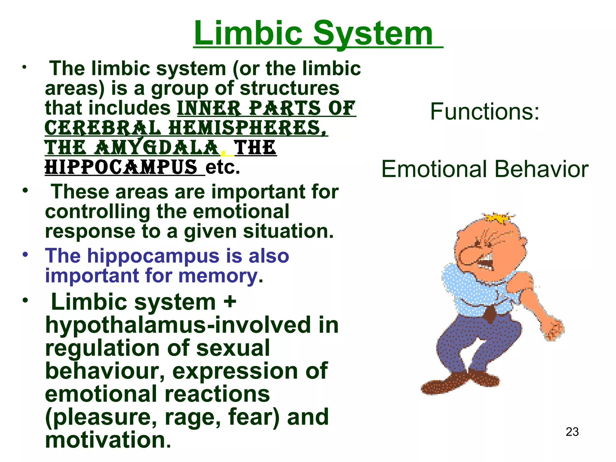 21.Neural Control and Coordination | PPT