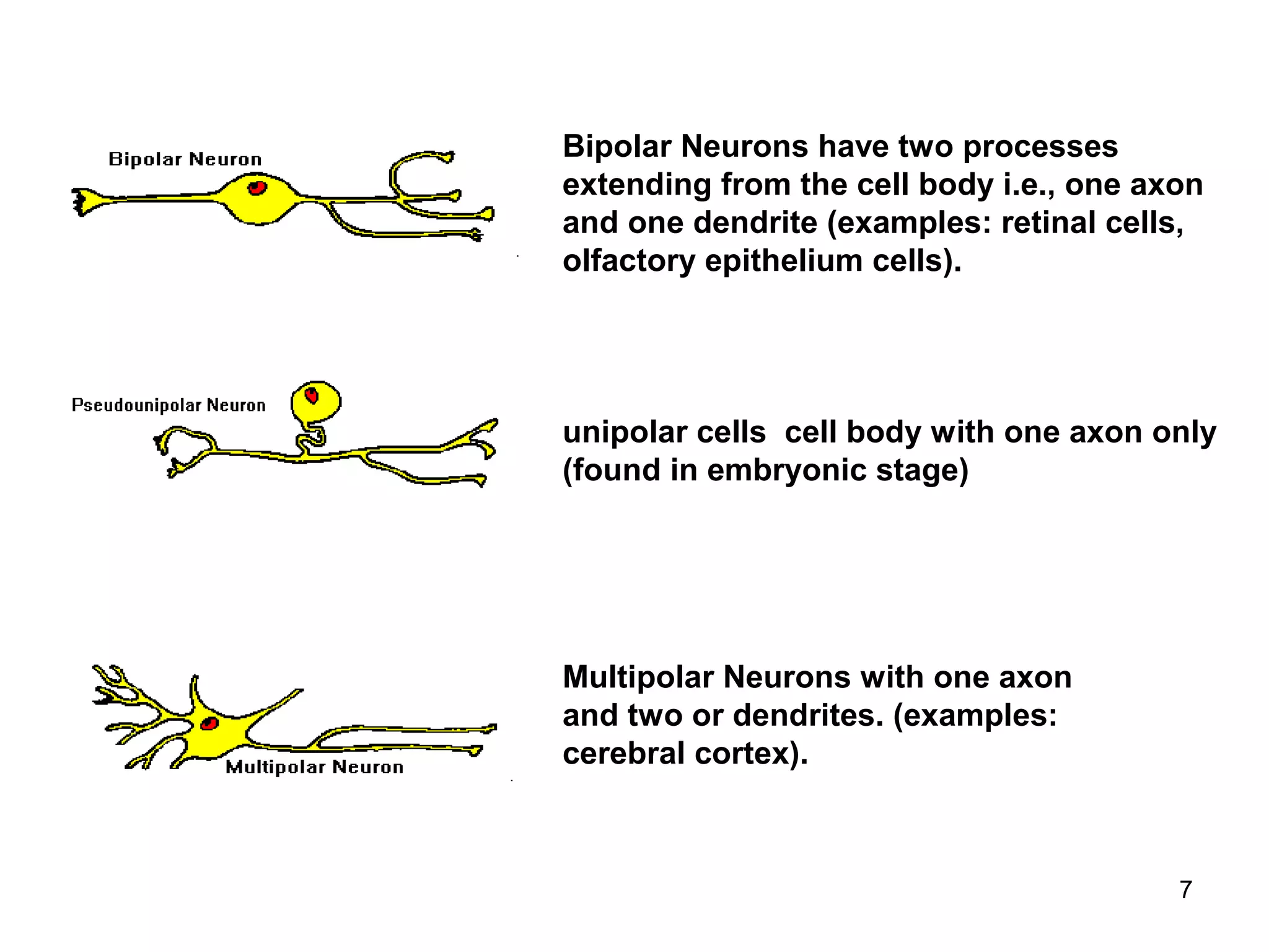 21.Neural Control and Coordination | PPT