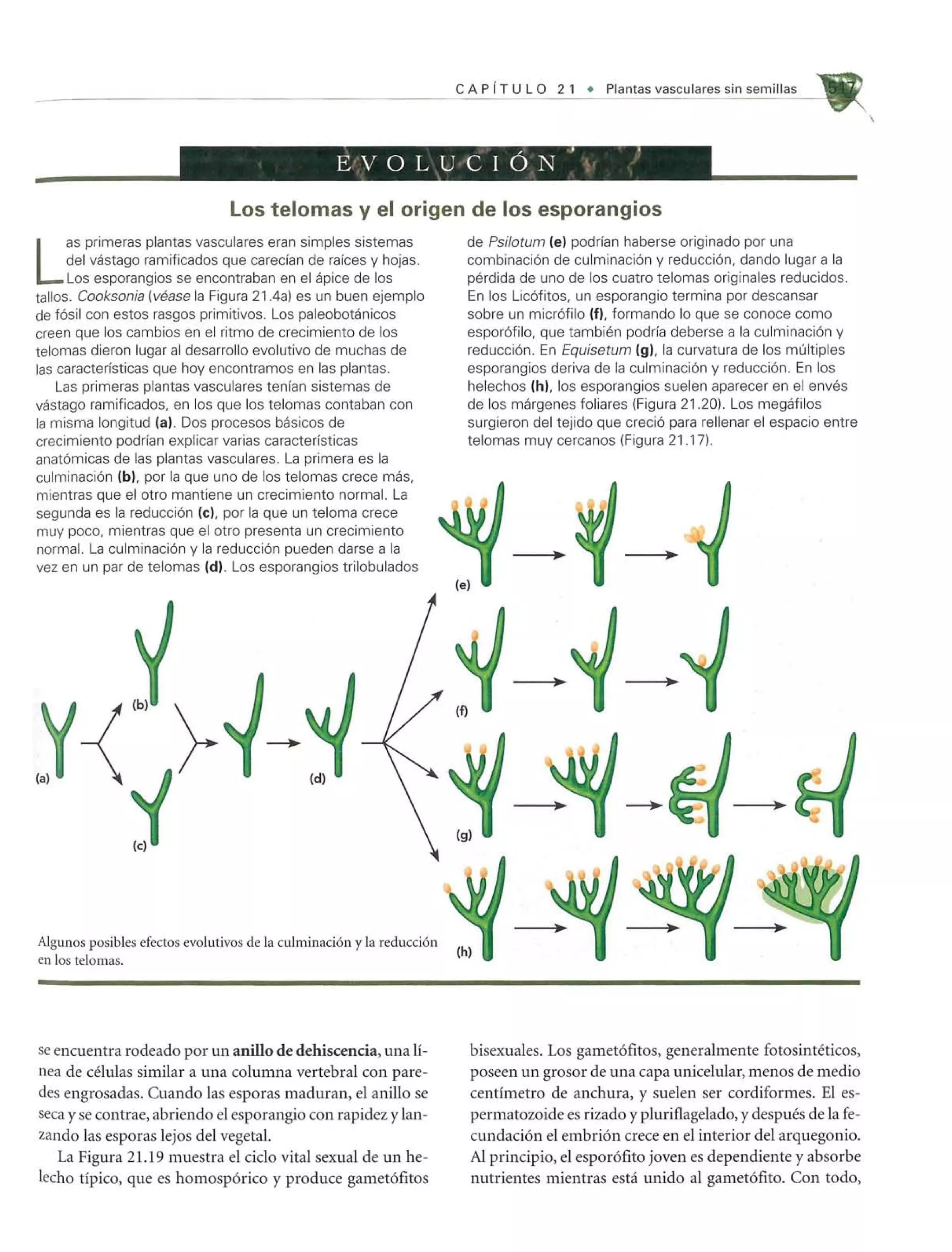 Plantas Vasculares Sin Semilla Pdf 1815