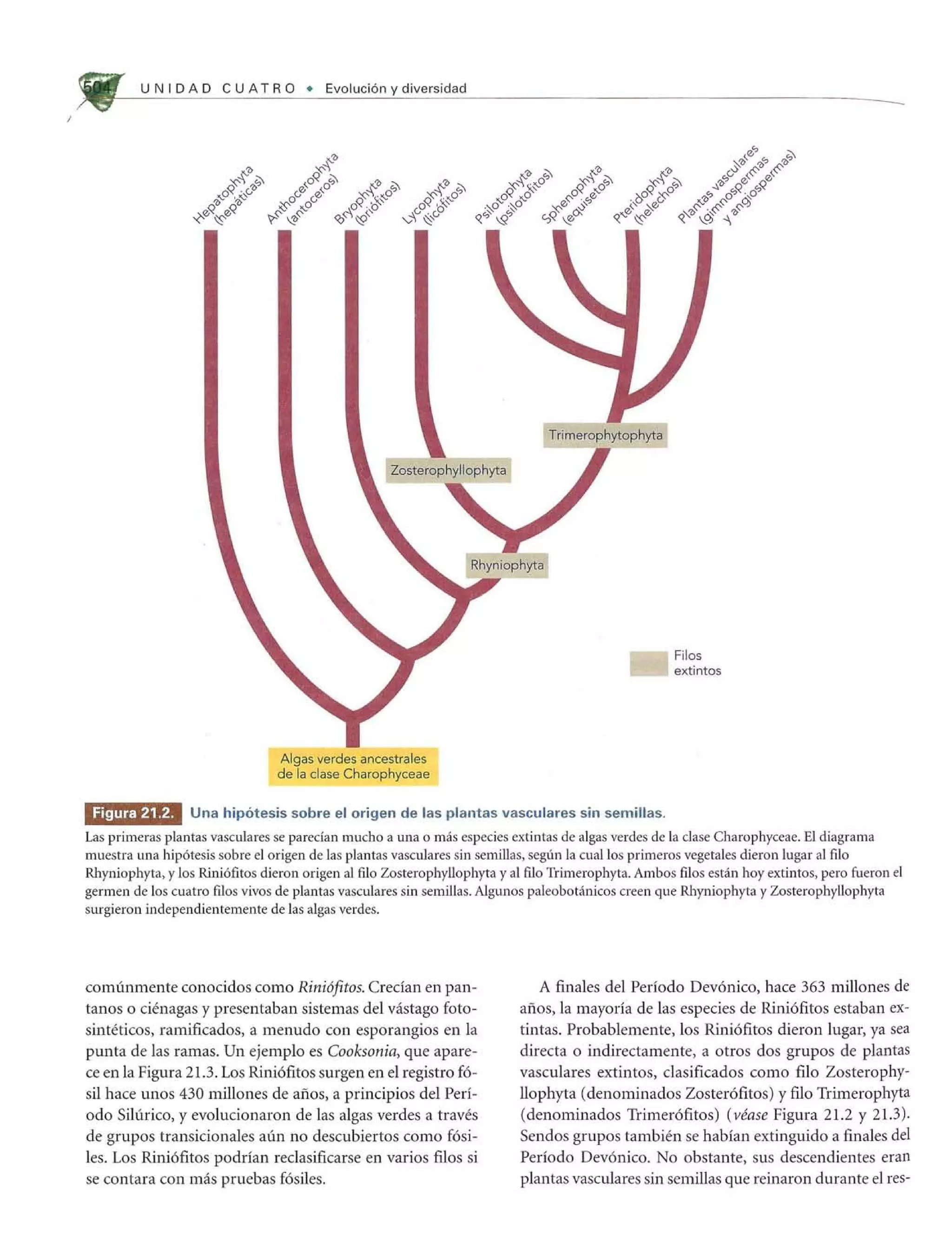 Plantas Vasculares Sin Semilla Pdf 2505