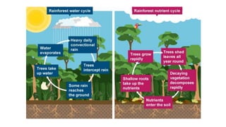 GEOGRAPHY IGCSE: TROPICAL RAINFORESTS. DEFORESTATION ON THE AMAZON | PPTX
