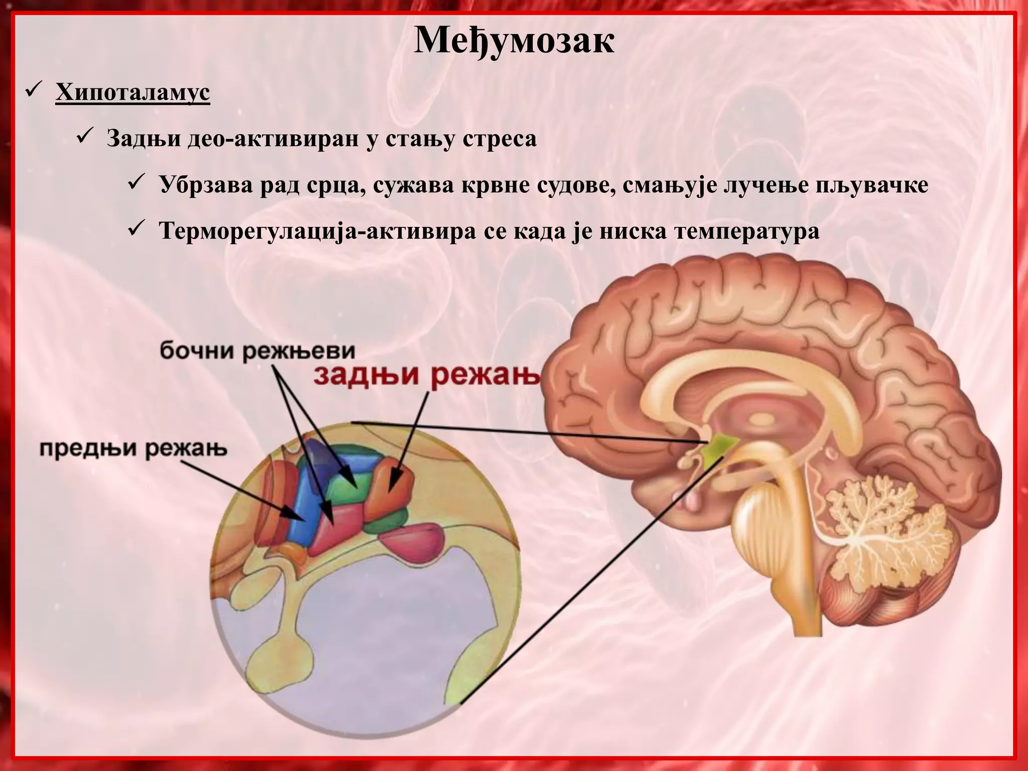21. Mali mozak i medjumozak | PPTX