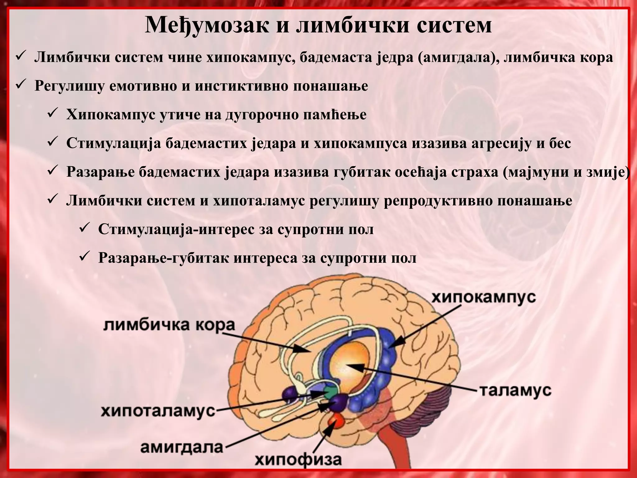 21. Mali mozak i medjumozak | PPTX