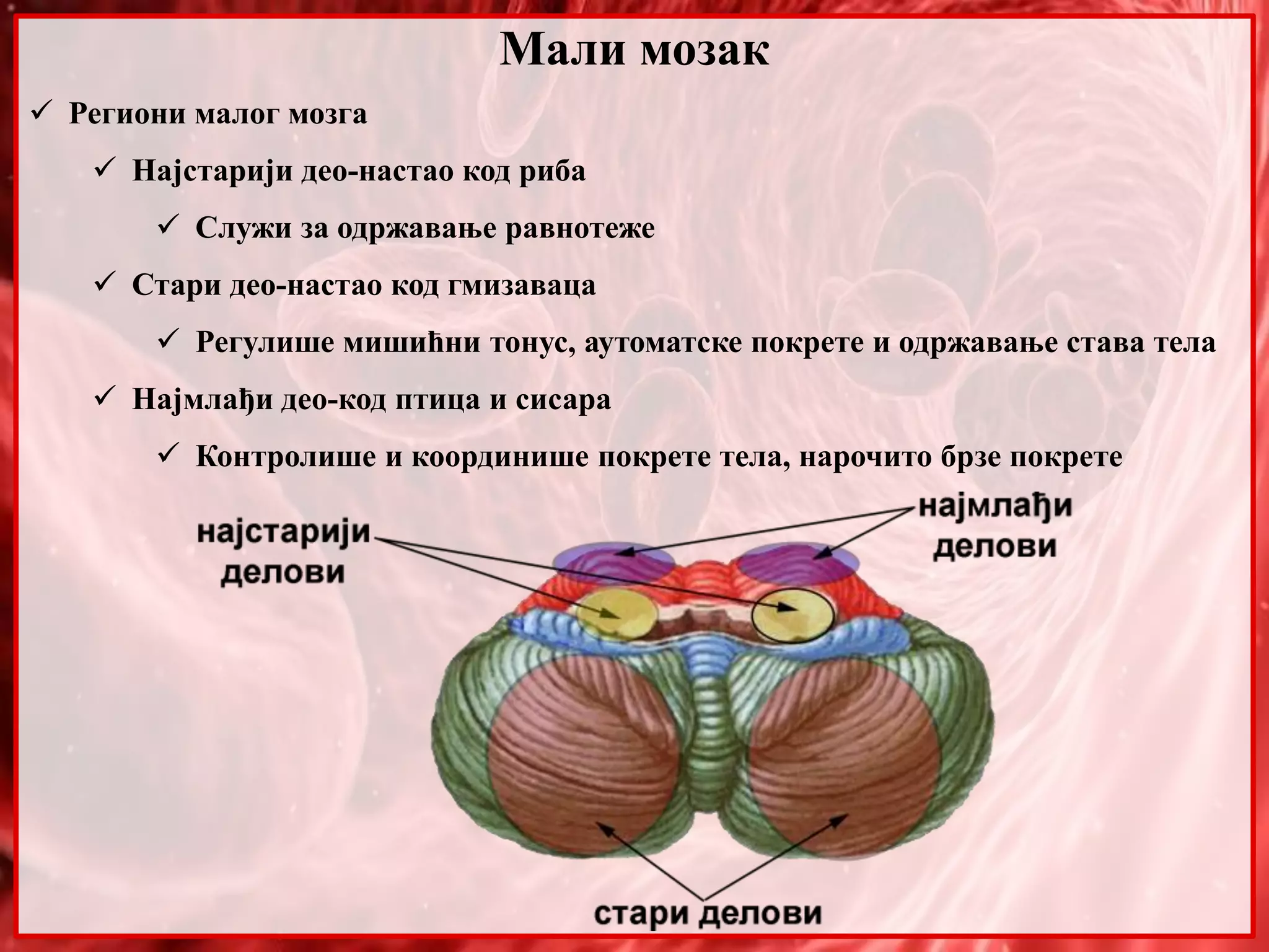 21. Mali mozak i medjumozak | PPTX