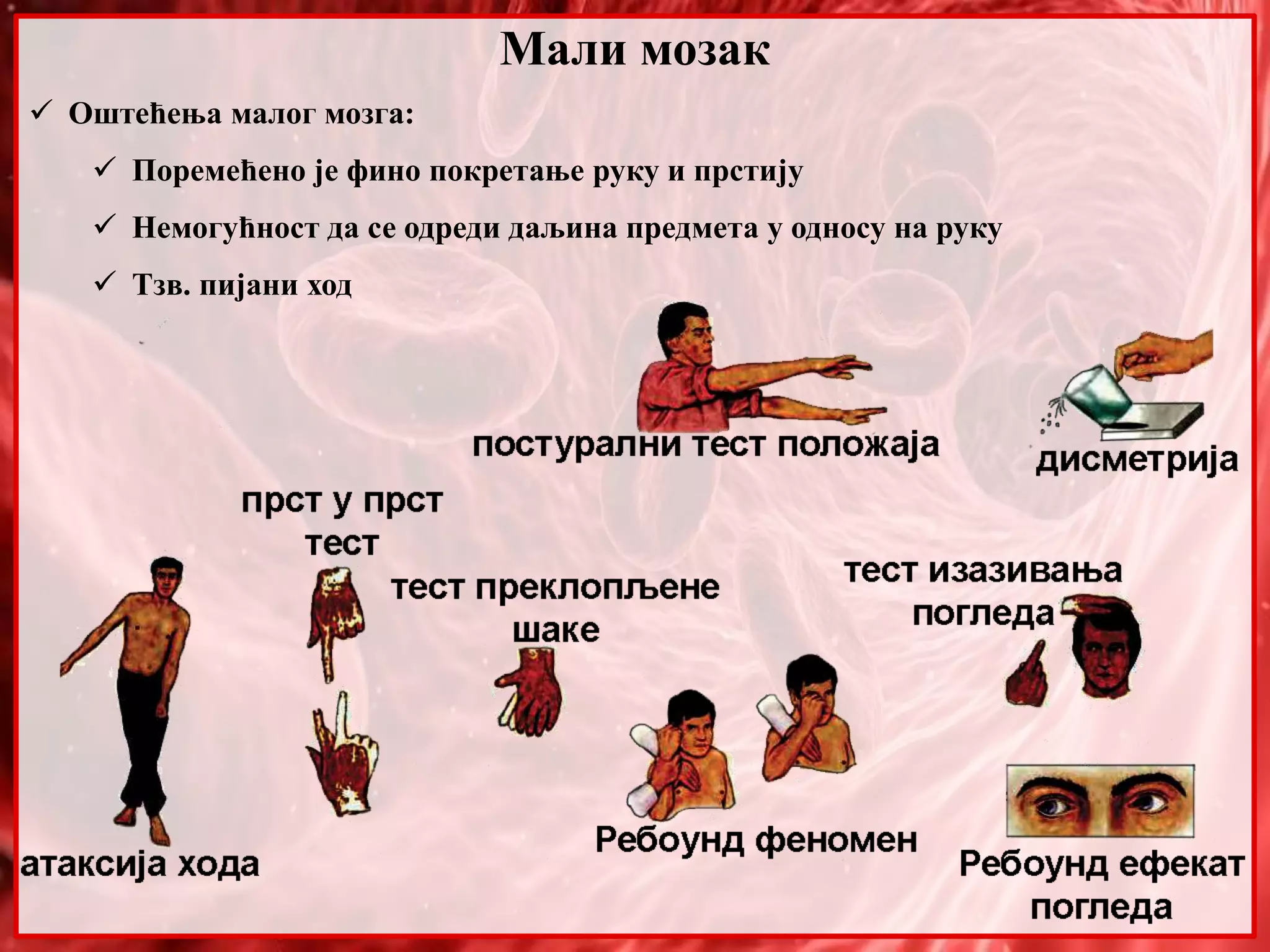 21. Mali mozak i medjumozak | PPTX