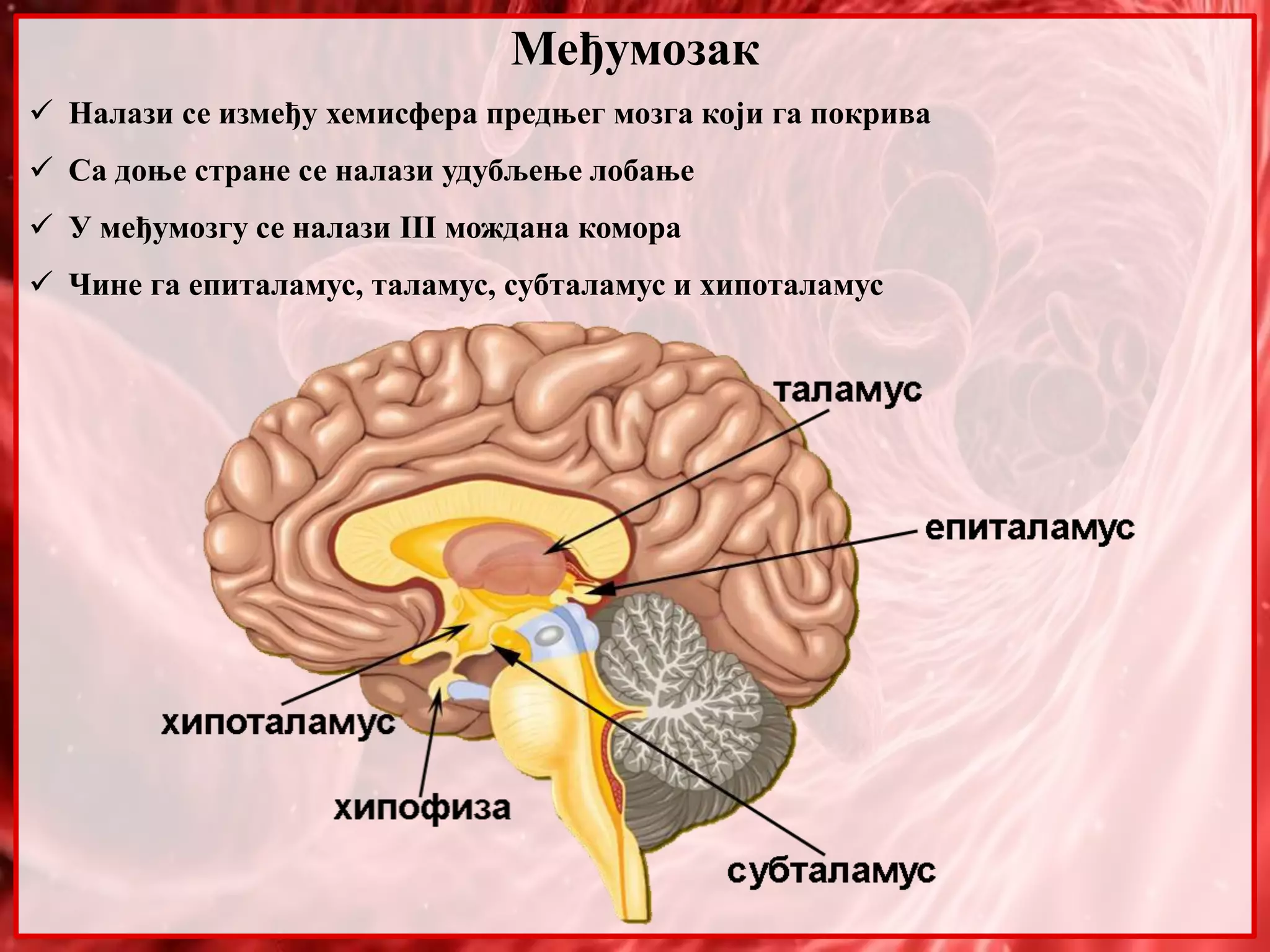 21. Mali mozak i medjumozak | PPTX