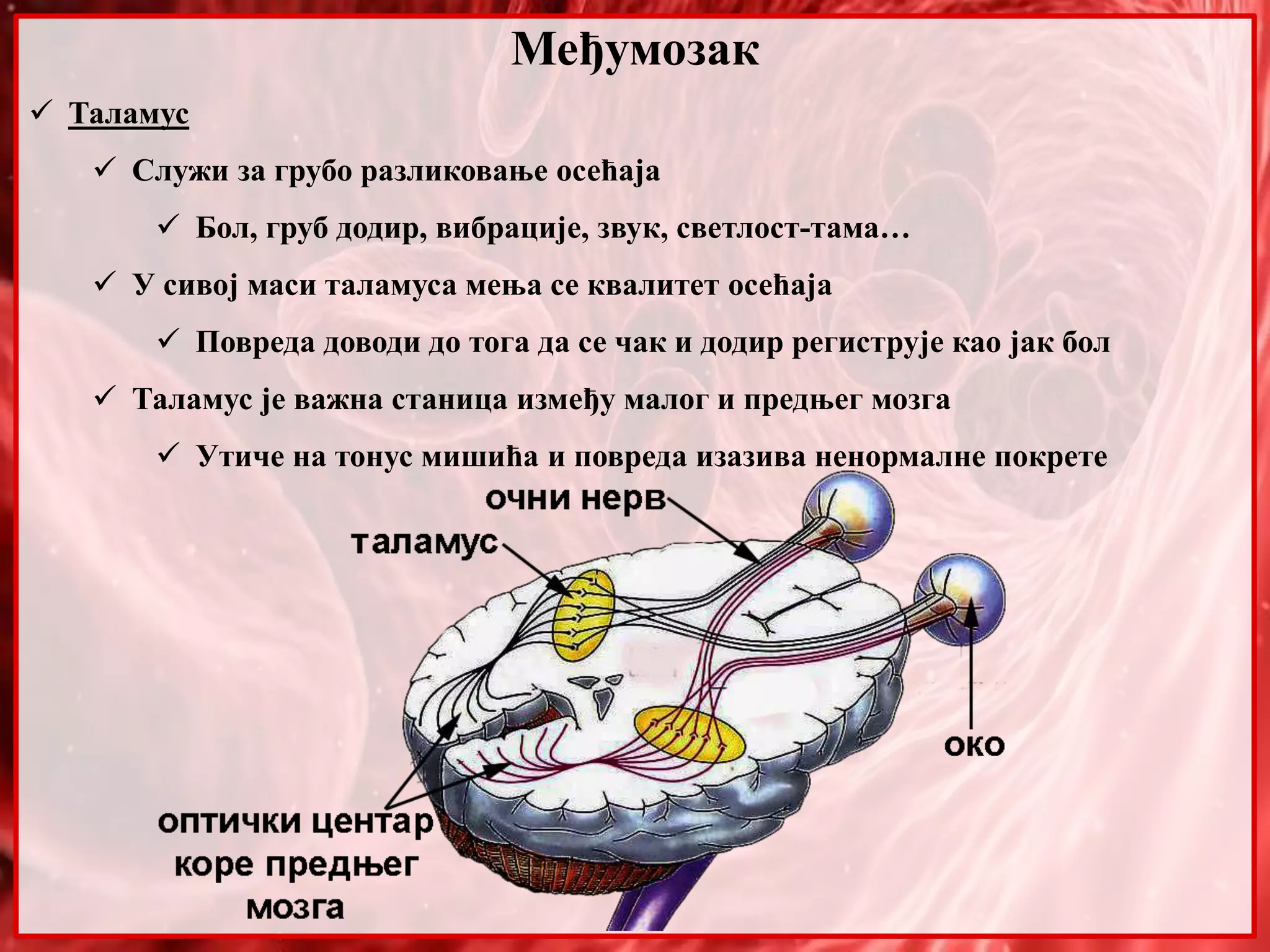 21. Mali mozak i medjumozak | PPTX