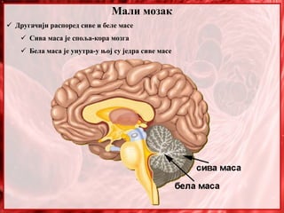 21. Mali mozak i medjumozak | PPTX