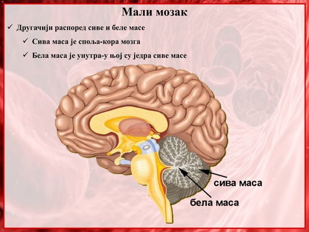 21. Mali mozak i medjumozak | PPTX