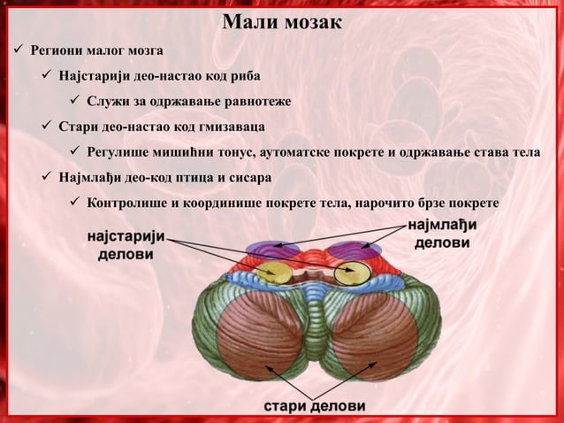21. Mali mozak i medjumozak | PPTX
