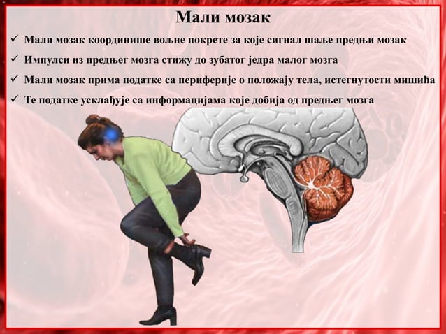 21. Mali mozak i medjumozak | PPTX