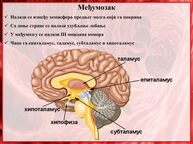 21. Mali mozak i medjumozak | PPTX