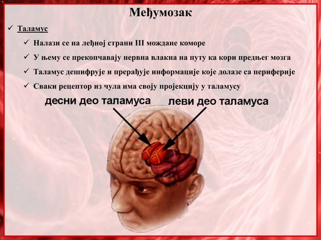 21. Mali mozak i medjumozak | PPTX