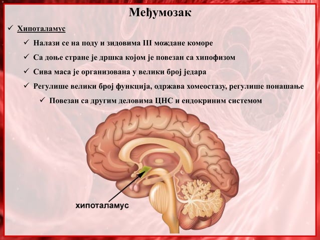 21. Mali mozak i medjumozak | PPTX