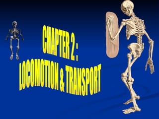 Hydrostatic Skeleton Gif