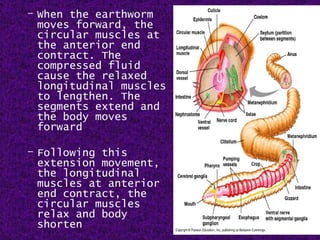2[1].1 (c) FORM 5 | PPT
