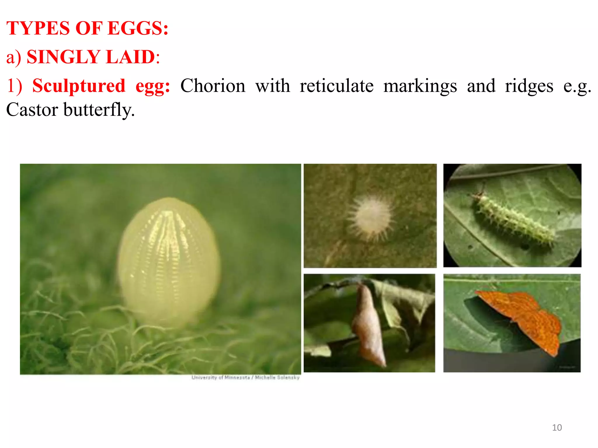 Metamorphosis and immature stages in insects | PPTX