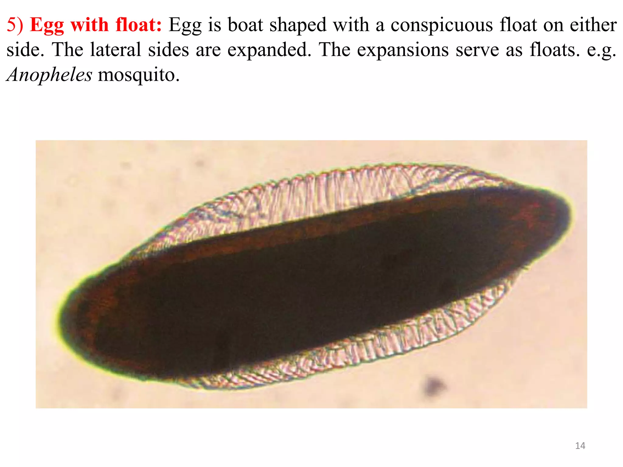 Metamorphosis and immature stages in insects | PPTX