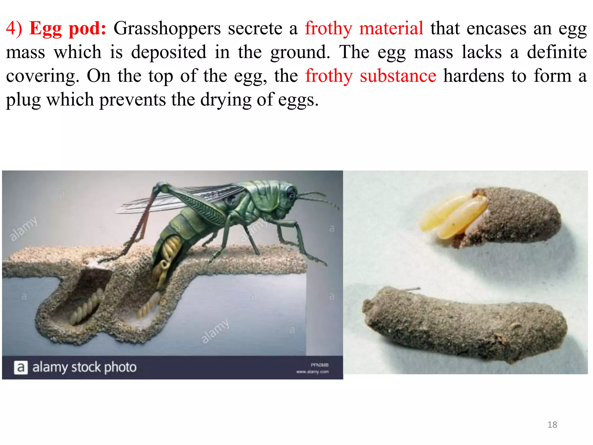 Metamorphosis and immature stages in insects | PPTX
