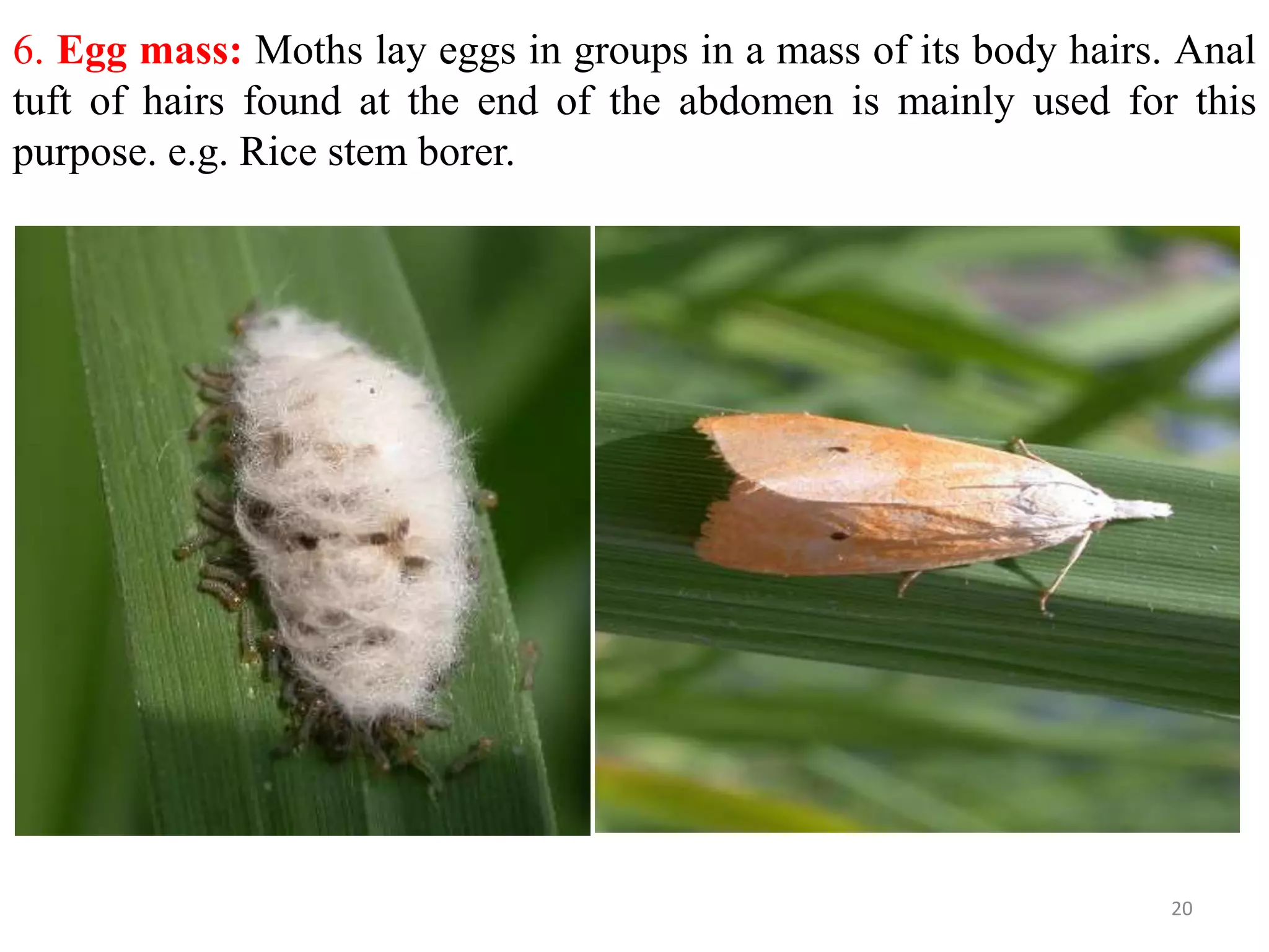 Metamorphosis and immature stages in insects | PPTX